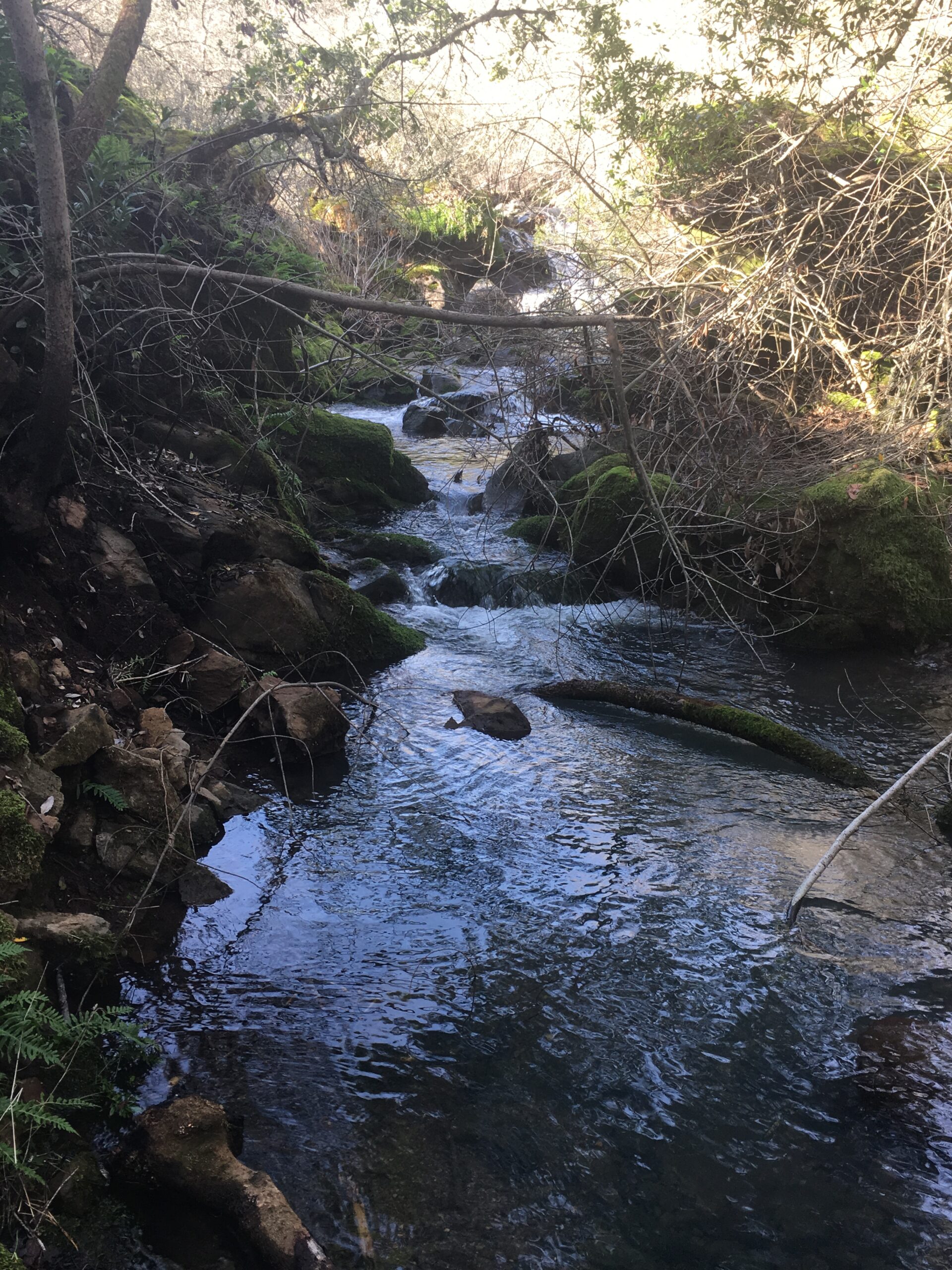 Vernal Pools - Sonoma Land Trust