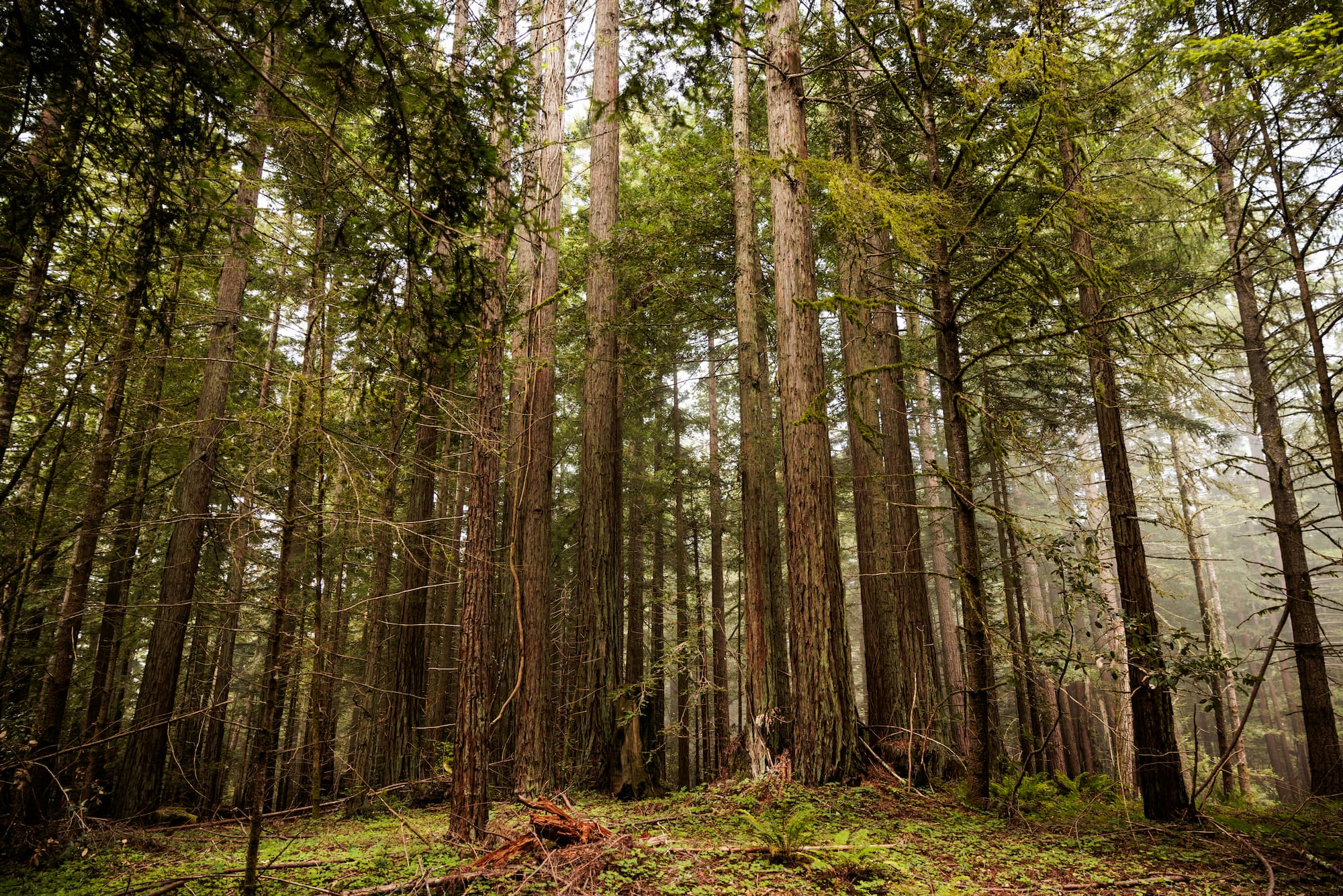 Monte Rio Redwoods Expansion - Sonoma Land Trust