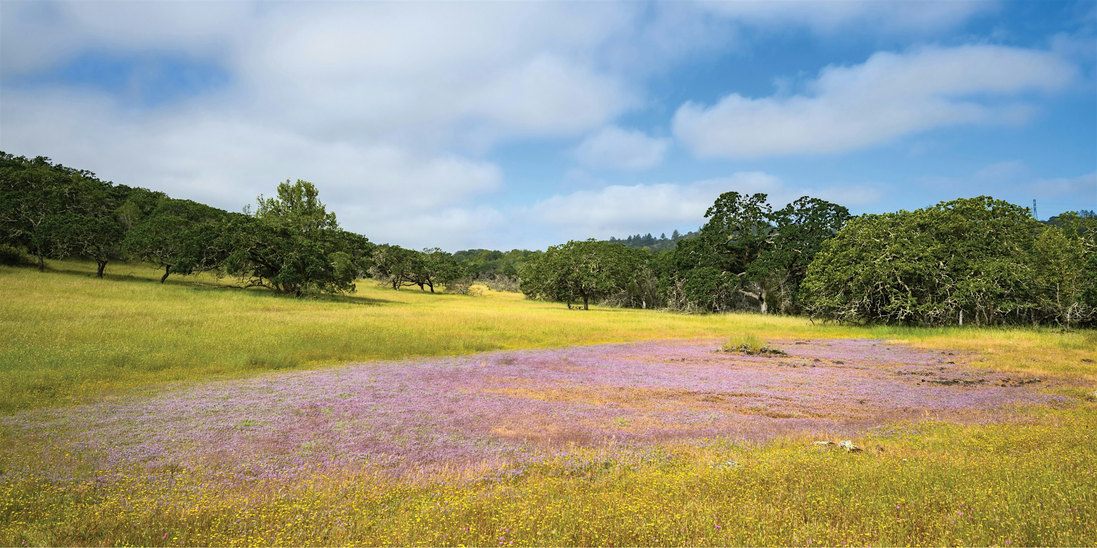 Spring Wildflowers at Sonoma Mountain Vernal Pools — Sonoma Land Trust